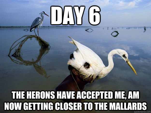 day 6 the herons have accepted me, am now getting closer to the mallards - Misc - quickmeme