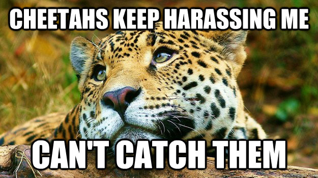 Cheetahs keep harassing me Can't catch them - First world leopard problems - quickmeme