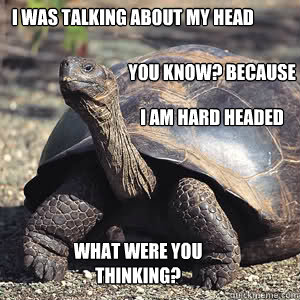I was talking about my Head You know? because I am hard headed what were you thinking? - turtle ...