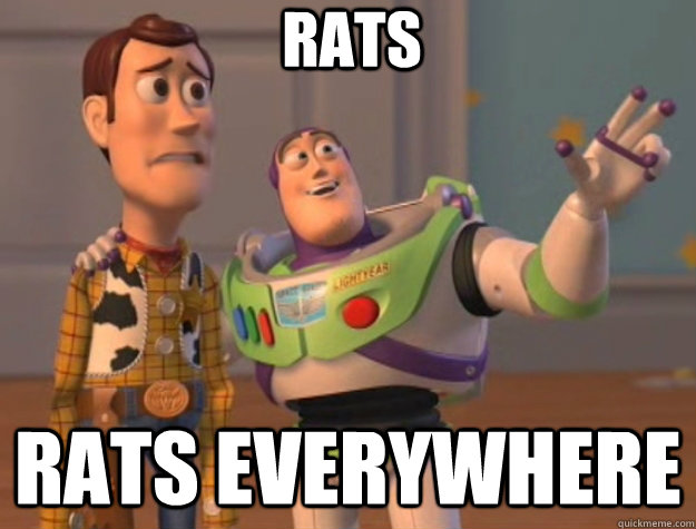 rats rats everywhere - mosquitoes everywhere - quickmeme