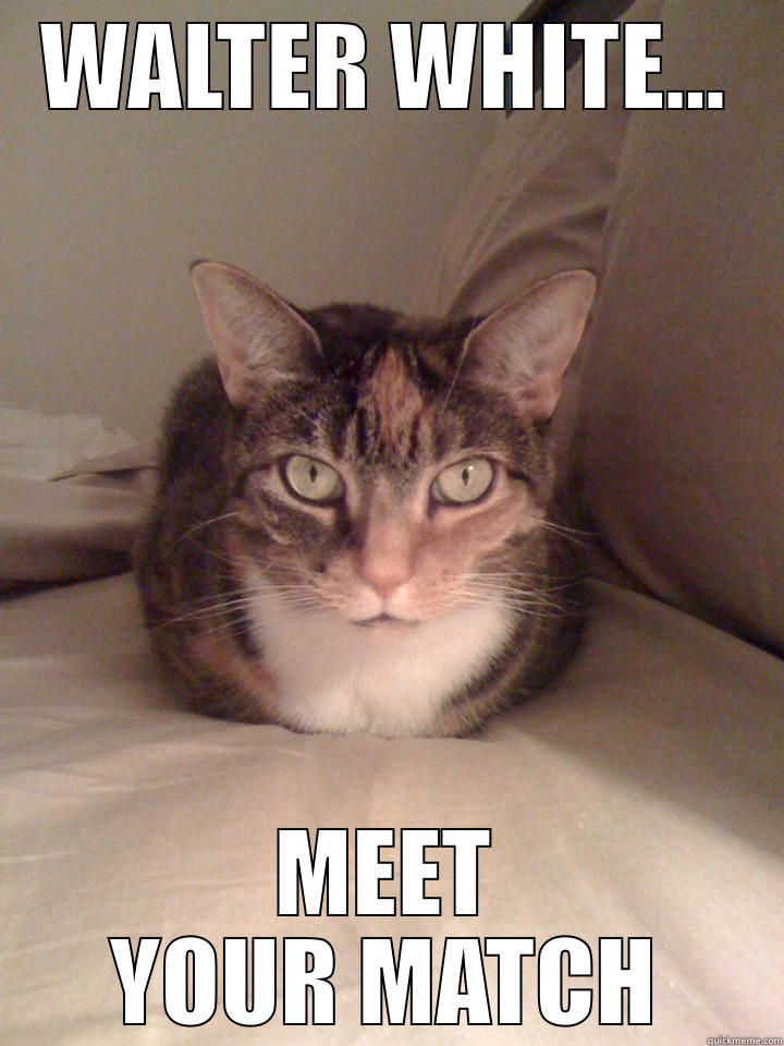Mafia Cat Quickmeme