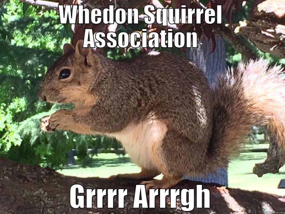 CSUS Squirrel - quickmeme