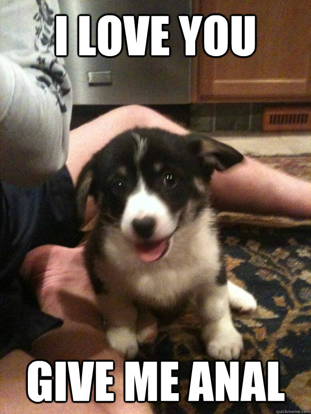 I love you give me anal - Cuteness Overload Dog - quickmeme