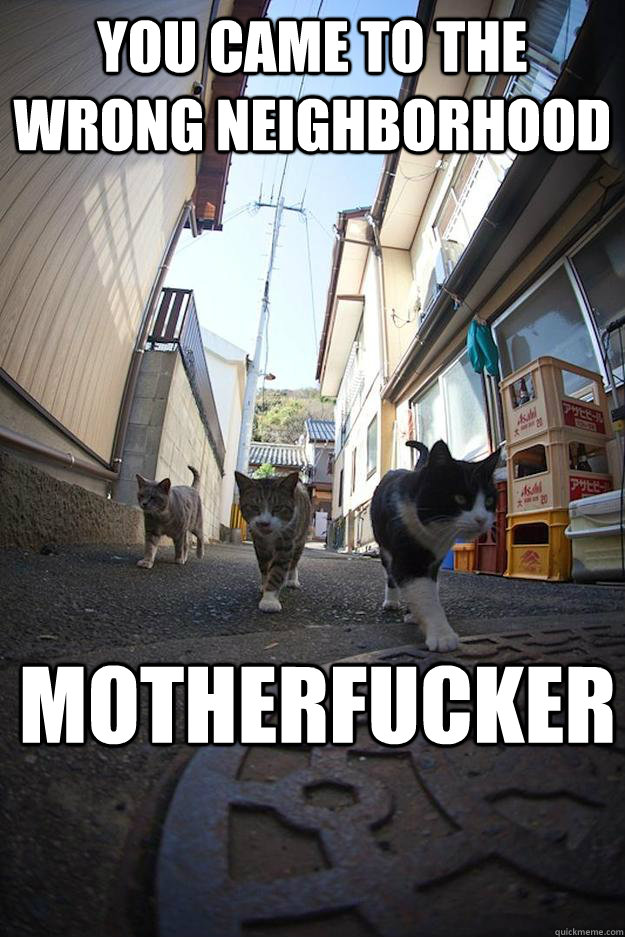 cats gang memes | quickmeme