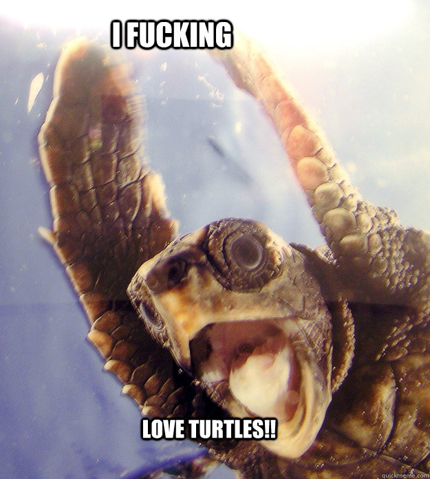 I FUCKING LOVE TURTLES!! - excited turtle - quickmeme