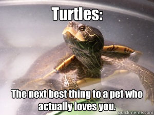 Turtle Meme memes | quickmeme