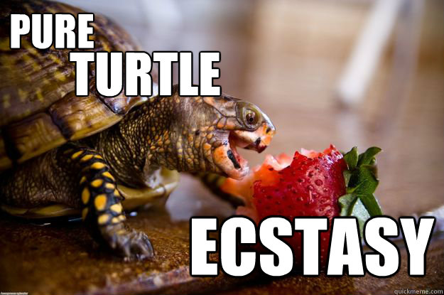 Turtle Ecstasy memes | quickmeme