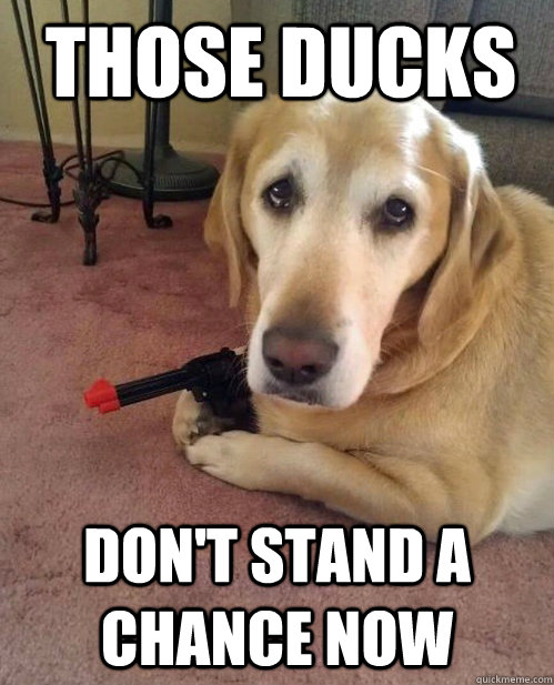 Those Ducks Don't stand a chance now - Confession Hound - quickmeme