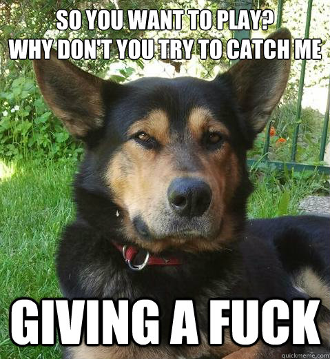 Wise dog memes | quickmeme