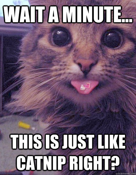wait a minute... this is just like catnip right? - Misc - quickmeme