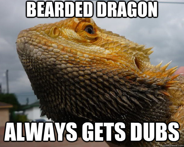 Bearded Dragon Always gets dubs - awesome dragon - quickmeme