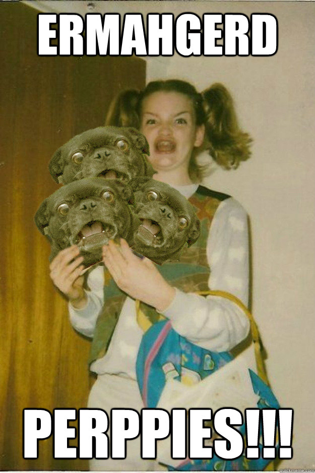 ermahgerd perppies!!! - ermahgerd dergs - quickmeme