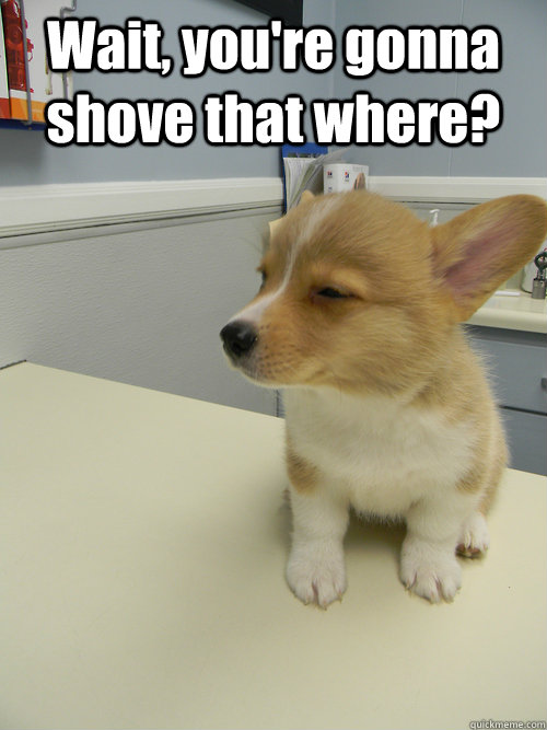 Wait, you're gonna shove that where? - Suspicious Corgi - quickmeme